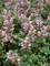 Lamium Shell Pink -- Bluestone Perennials