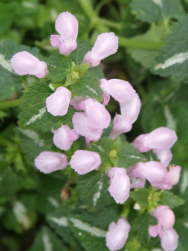 Lamium Shell Pink | Bluestone Perennials