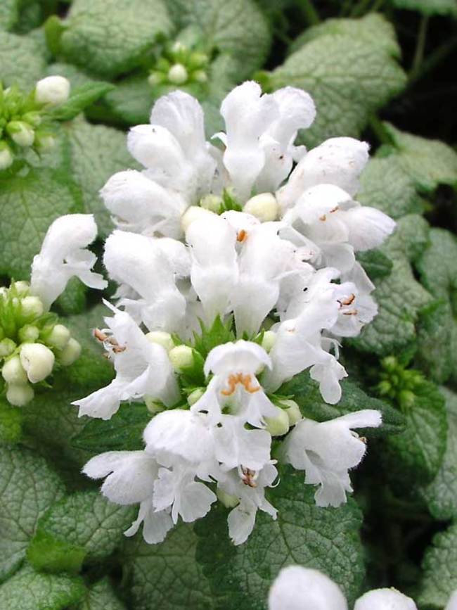 Lamium White Nancy | Bluestone Perennials