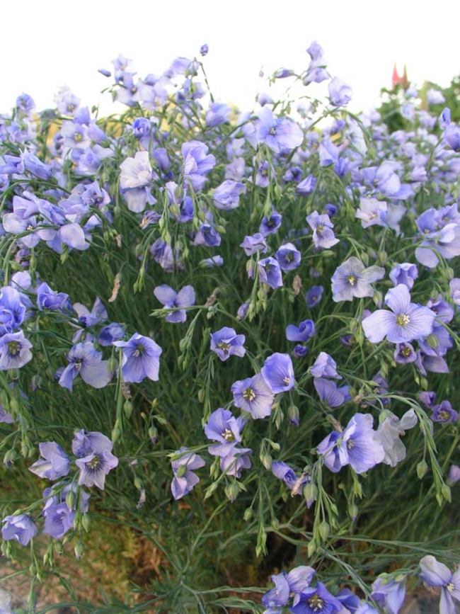 Linum Perenne Nanum Sapphire | Bluestone Perennials