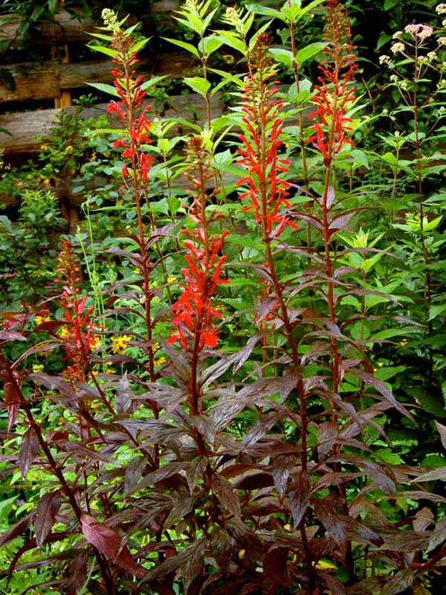 Lobelia Black Truffle | Bluestone Perennials