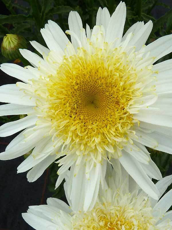Leucanthemum Real Glory | Bluestone Perennials