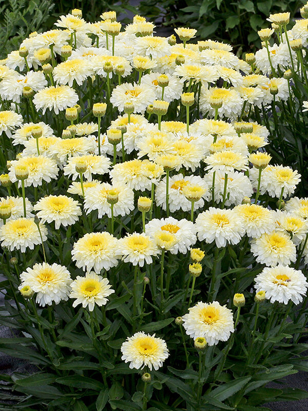 Leucanthemum Lemon Puff | Bluestone Perennials