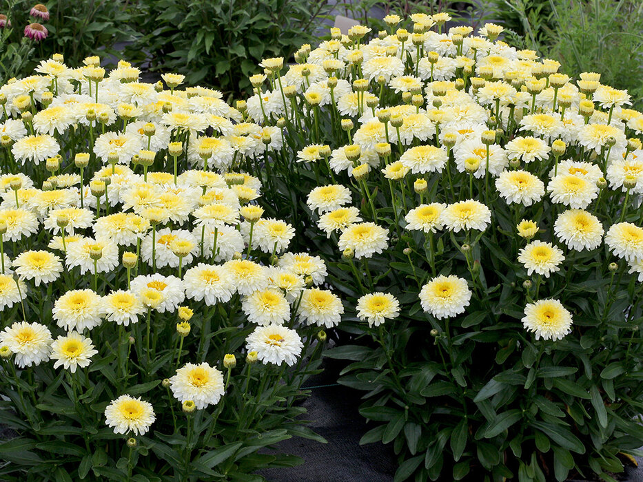 Leucanthemum Lemon Puff | Bluestone Perennials