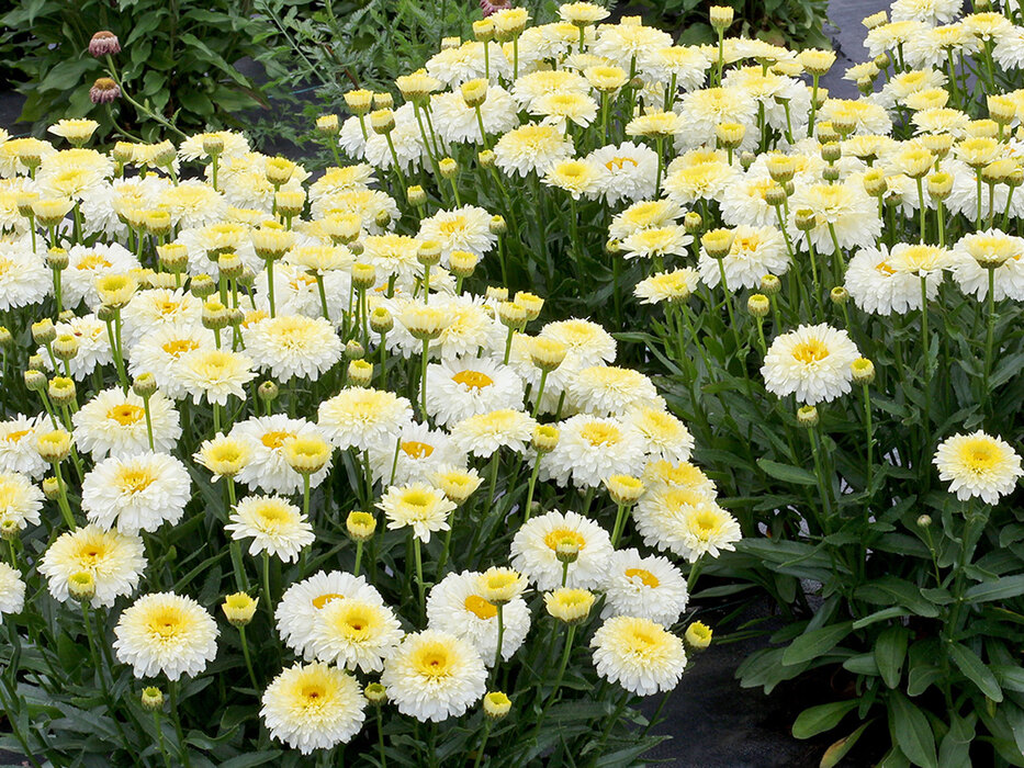 Leucanthemum Lemon Puff | Bluestone Perennials