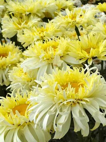 Leucanthemum Real Charmer | Bluestone Perennials