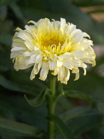 Leucanthemum Real Charmer | Bluestone Perennials