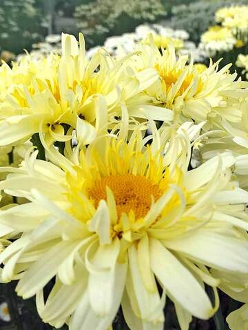 Leucanthemum Real Charmer | Bluestone Perennials