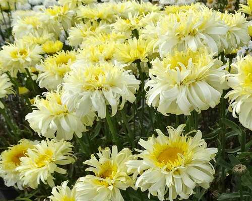 Leucanthemum Real Charmer | Bluestone Perennials
