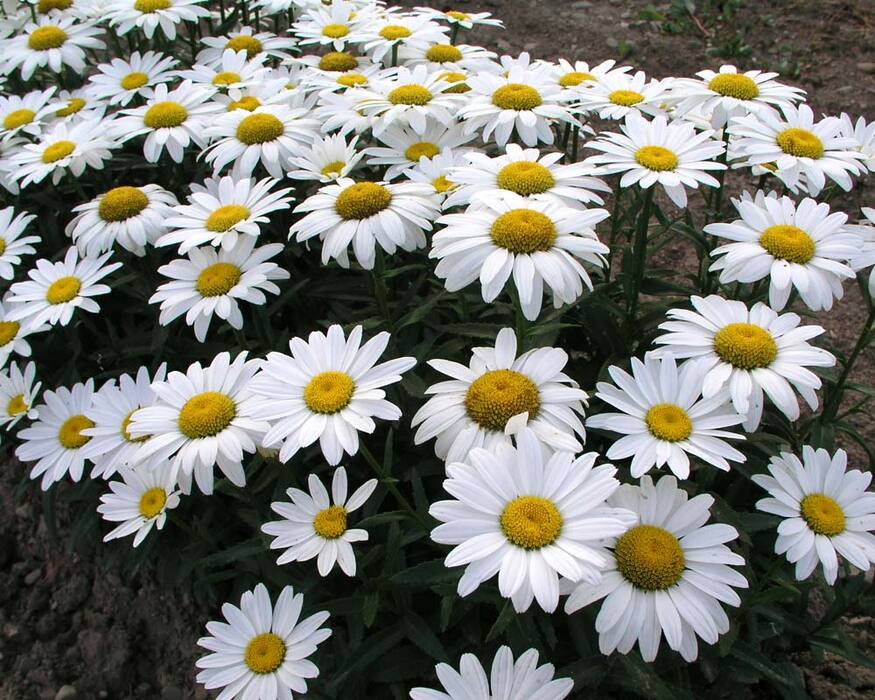 Leucanthemum Snowcap | Bluestone Perennials