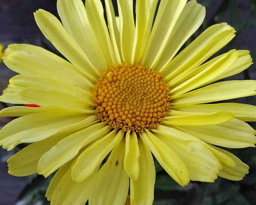 Leucanthemum Real Sunbeam | Bluestone Perennials