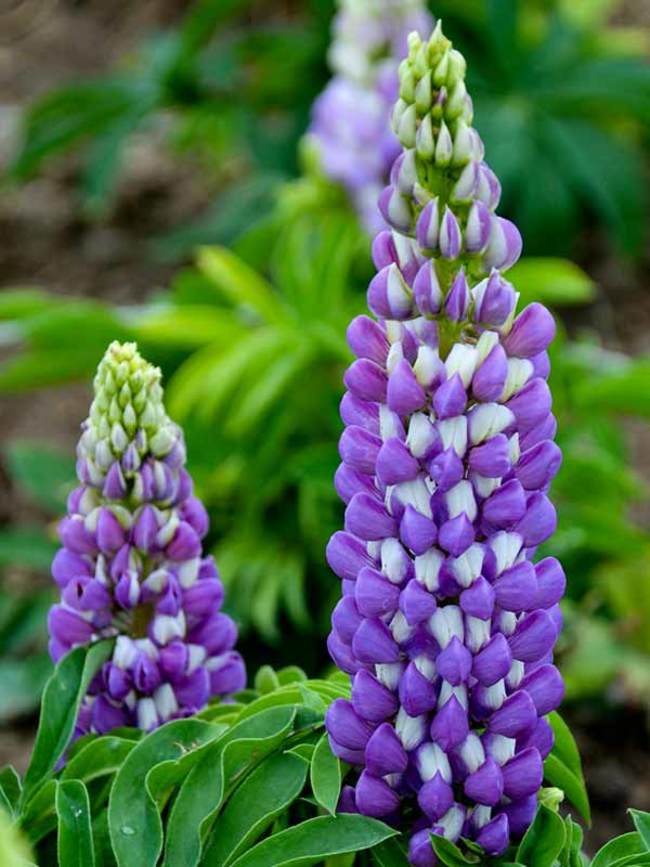 Lupine Mini Gallery Blue Bicolor | Bluestone Perennials