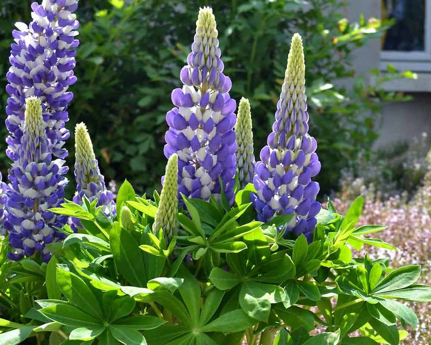 Lupine Mini Gallery Blue Bicolor | Bluestone Perennials