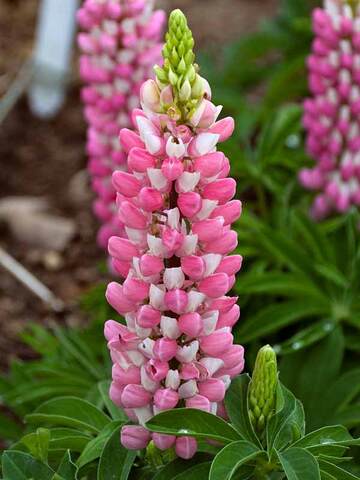 Lupine Mini Gallery Pink Bicolor | Bluestone Perennials