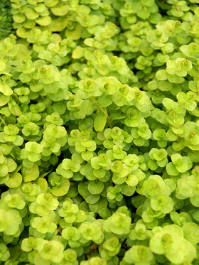 Lysimachia Aurea -- Bluestone Perennials