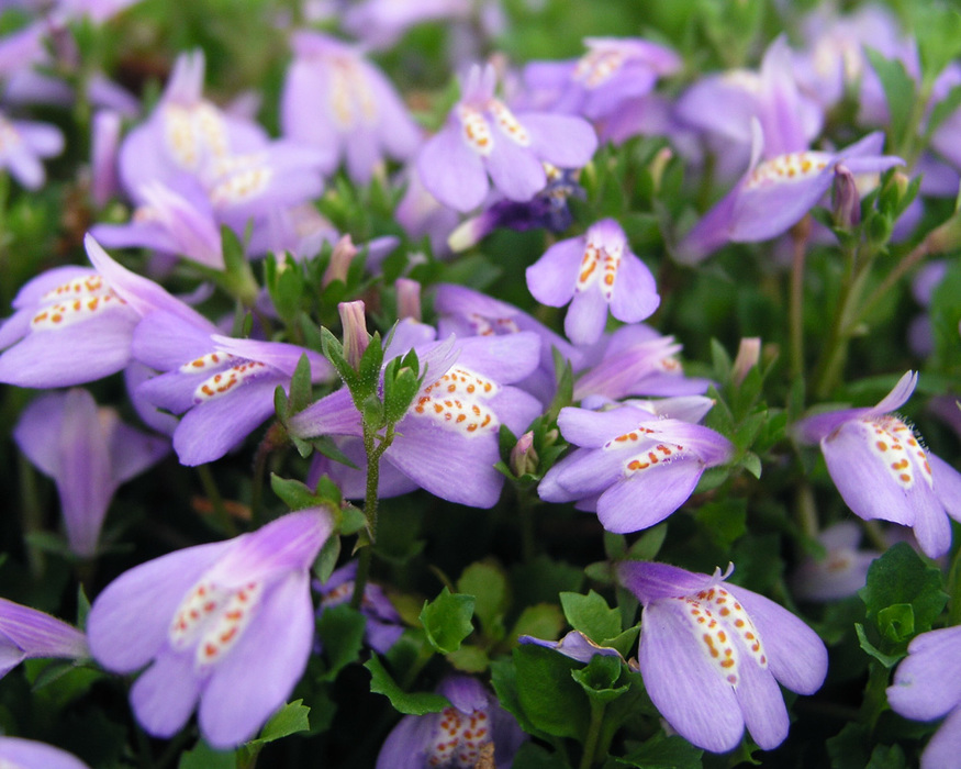 Mazus Reptans | Bluestone Perennials