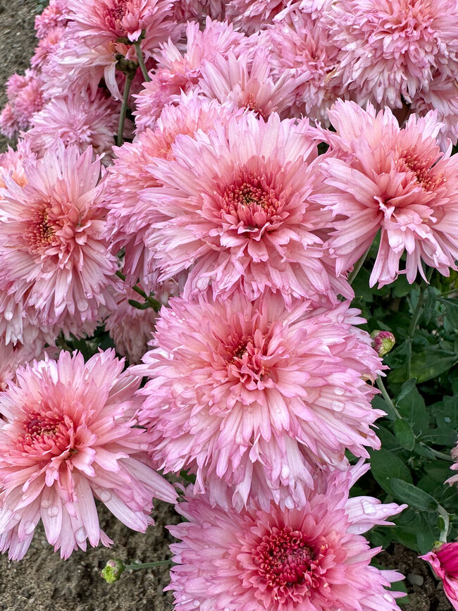 Chrysanthemum Coquette | Bluestone Perennials