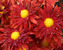 Mum - Daisy Red -- Bluestone Perennials