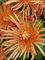 Mum Fine Feathers -- Bluestone Perennials