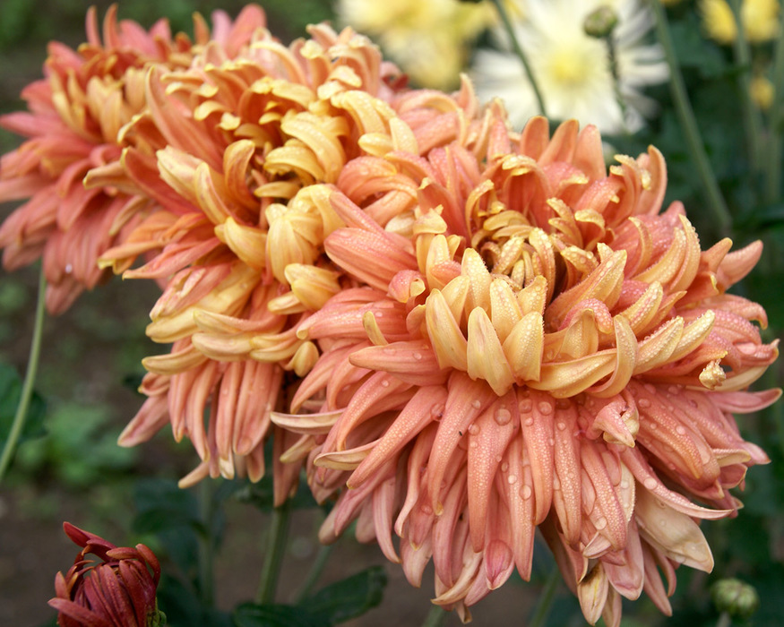 Chrysanthemum Homecoming | Bluestone Perennials