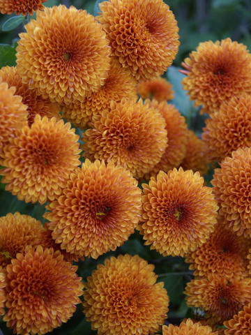 Chrysanthemum Honeycomb | Bluestone Perennials