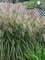 Miscanthus Huron Sunrise -- Bluestone Perennials