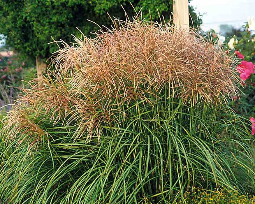 Miscanthus Huron Sunrise | Bluestone Perennials