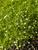 Product Viewer - Minuartia Caespitosa