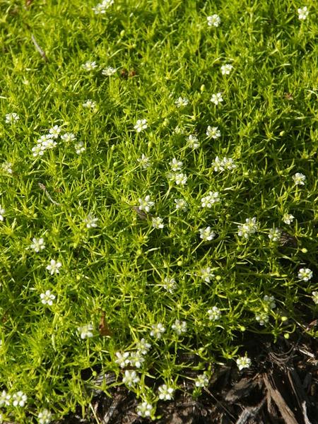 Product Viewer - Minuartia Caespitosa