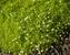 Product Viewer - Minuartia Caespitosa
