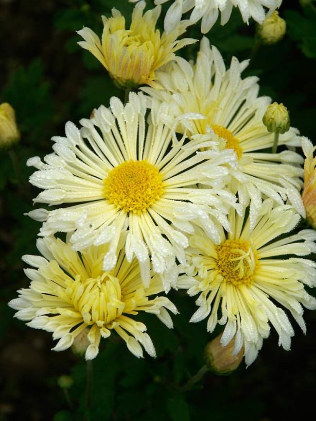Chrysanthemum Ivory Pinwheel | Bluestone Perennials