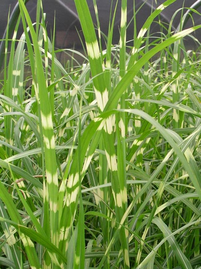 Miscanthus S. Zebrinus | Bluestone Perennials
