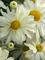 Mum Lady's Daisy -- Bluestone Perennials