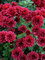 Mum Little Red -- Bluestone Perennials