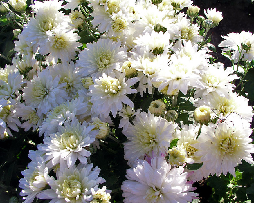 Chrysanthemum Nor'easter | Bluestone Perennials