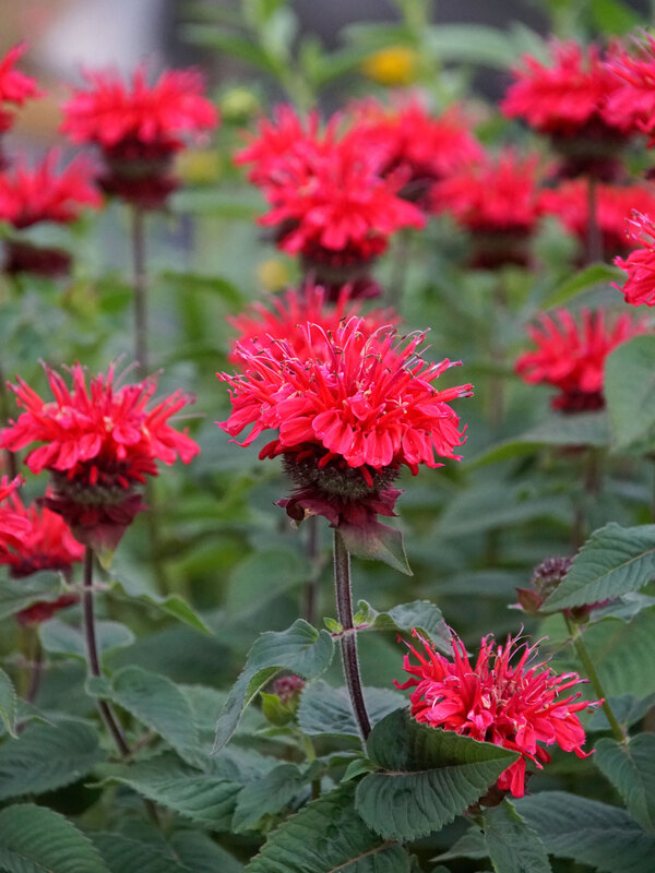 Monarda Bee-Happy | Bluestone Perennials