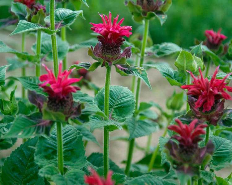 Product Viewer - Monarda Fireball