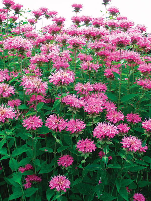 Monarda Marshall's Delight | Bluestone Perennials