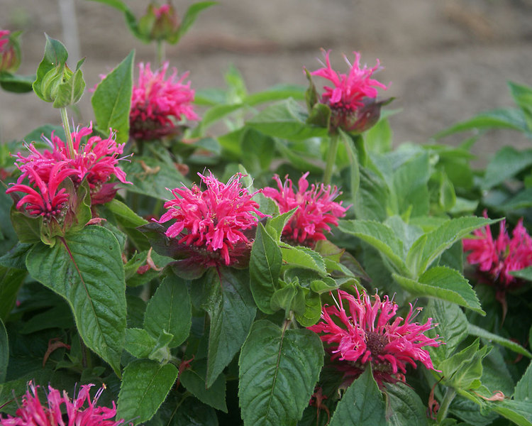 Product Viewer - Monarda Peter's Fancy Fuchsia