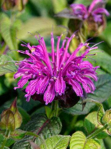 Monarda Leading Lady Plum | Bluestone Perennials