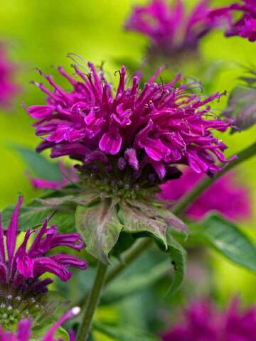 Monarda Purple Rooster | Bluestone Perennials