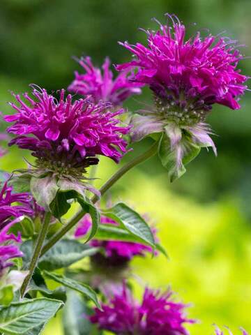 Monarda Purple Rooster | Bluestone Perennials