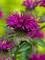 Monarda Purple Rooster -- Bluestone Perennials