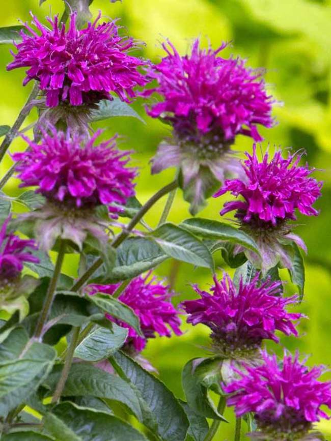 Monarda Purple Rooster | Bluestone Perennials