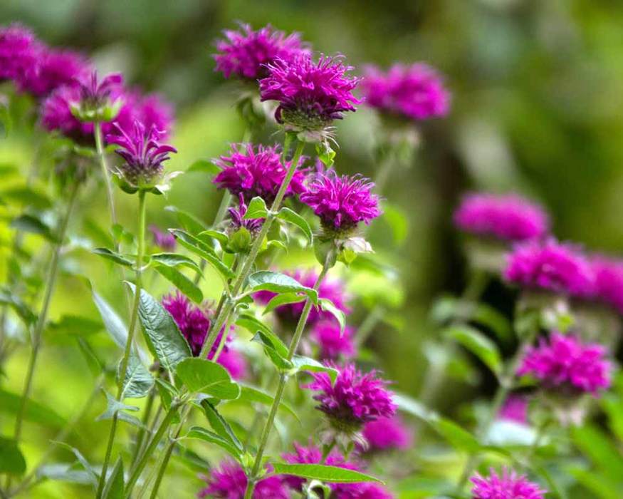 Monarda Purple Rooster | Bluestone Perennials