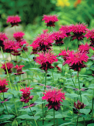Monarda Raspberry Wine | Bluestone Perennials