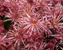 Mum - Red Carousel -- Bluestone Perennials