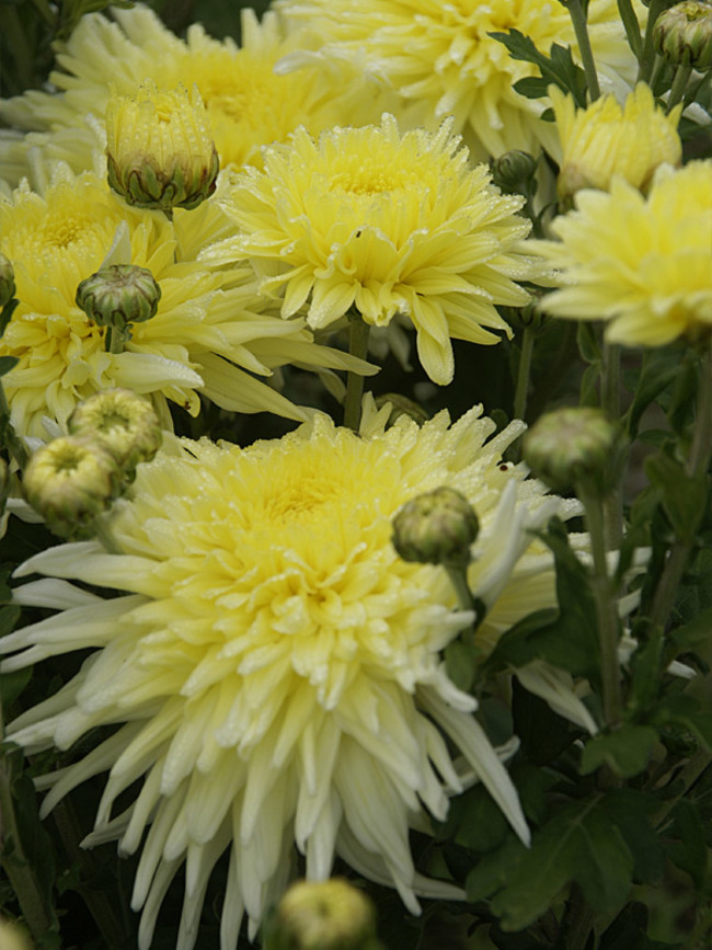Mum Ruby Breithaupt -- Bluestone Perennials