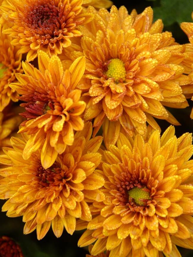 Chrysanthemum Sienna Bronze | Bluestone Perennials