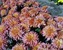 Mum - Whippoorwill -- Bluestone Perennials